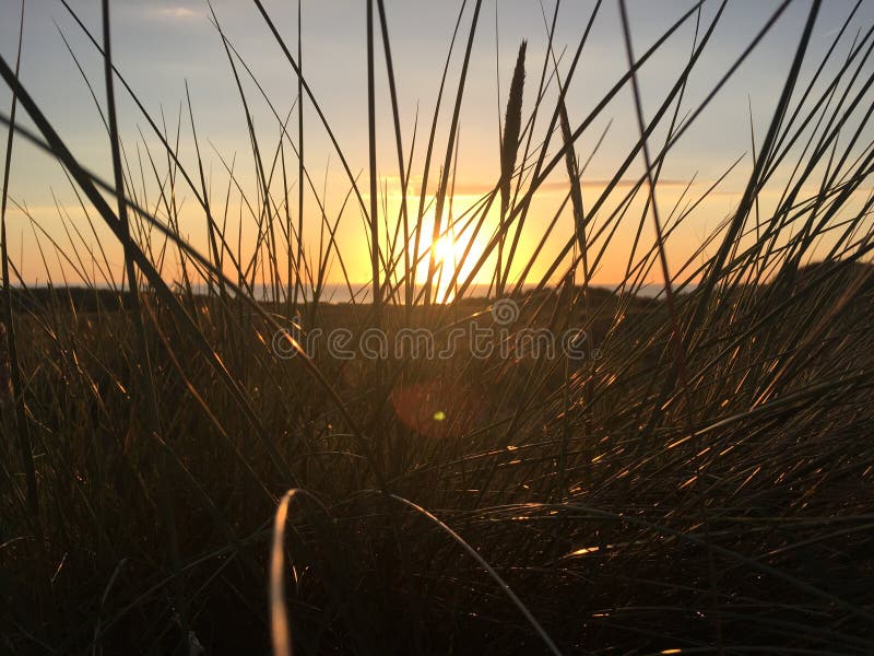 Grassy sunset stock image. Image of orange, grass, sunset - 95857227