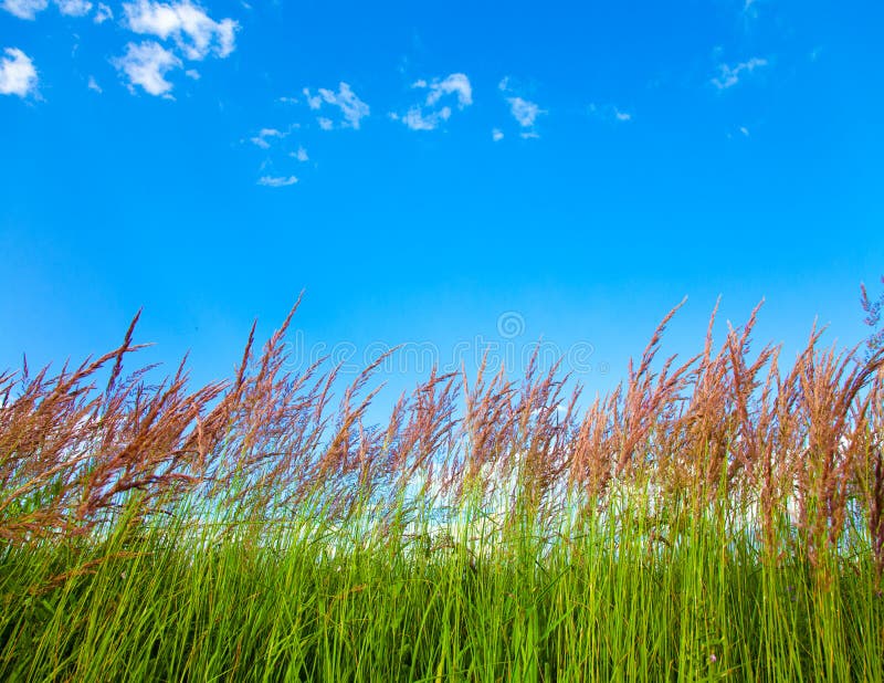 Grassy View stock image. Image of blue, outdoors, rural - 11678343