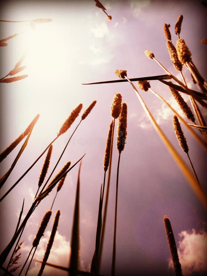 Grassy View stock image. Image of grass, point, meadow - 27936313