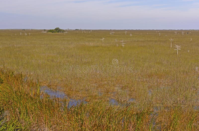 Grassy Wetland in the Everglades Stock Photo - Image of florida ...