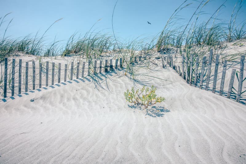 Grassy Windy Sand Dunes on the Beach Stock Image - Image of florida ...