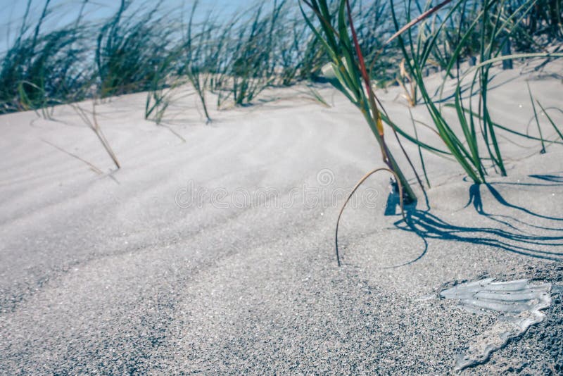 Grassy Windy Sand Dunes on the Beach Stock Photo - Image of clouds ...