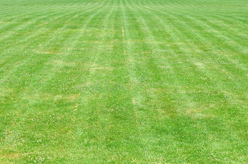 Grassy yard stock photo. Image of emerald, growth, lush - 33423126