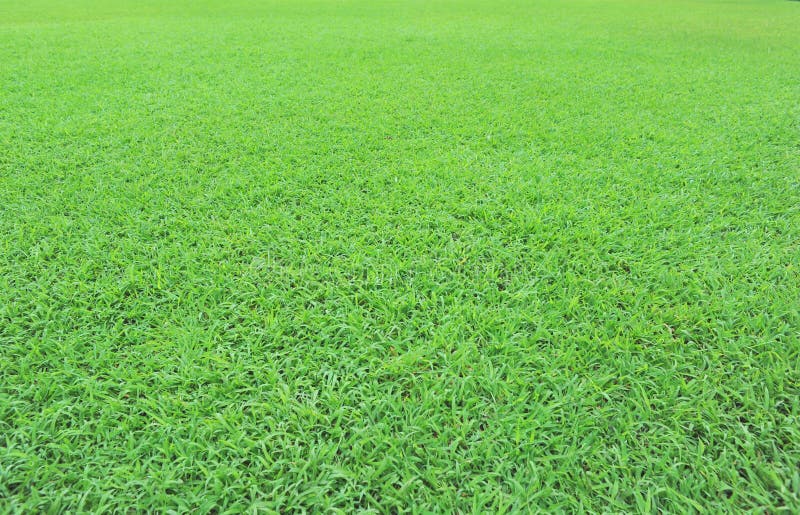 Grasveld stock afbeelding. Image of grasveld, werf, spel - 46371605