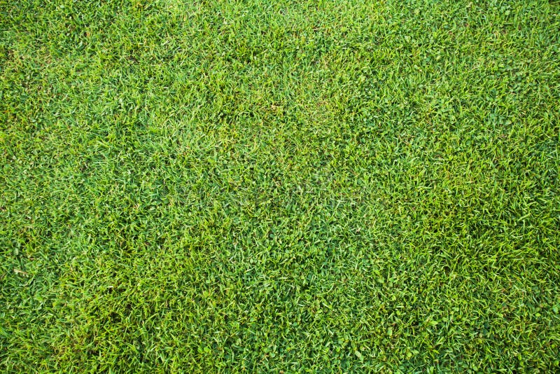 Grasveld stock foto. Afbeelding bestaande uit land, welke - 60192432