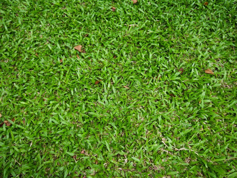 Grasveld, Groen Gras, Gras, Vreedzaam Gazon, Stock Afbeelding ...