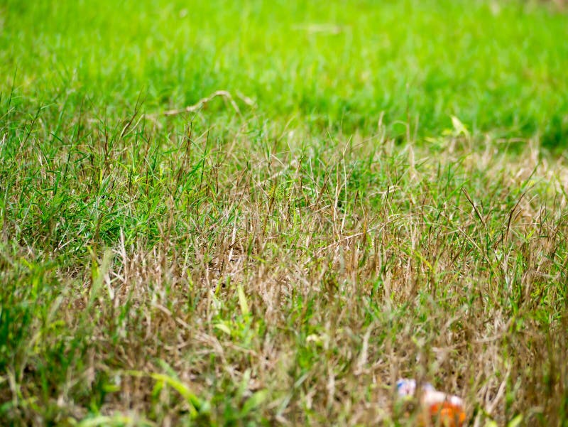 Grasveld stock foto. Image of patroon, installatie, mooi - 76143758