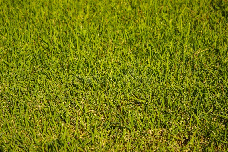 Grasveld stock foto. Image of grond, snaar, gras, grasveld - 83117946