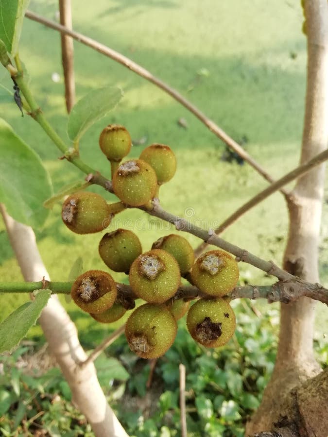 A grate chobi dgg stock photo. Image of noice, chobi - 176440972