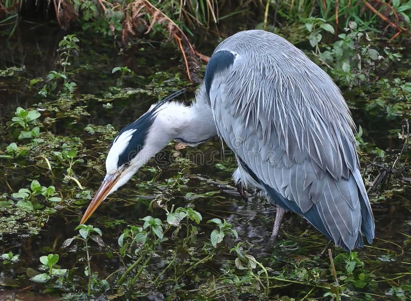 Heron wading and fishing stock photo. Image of family - 299235330