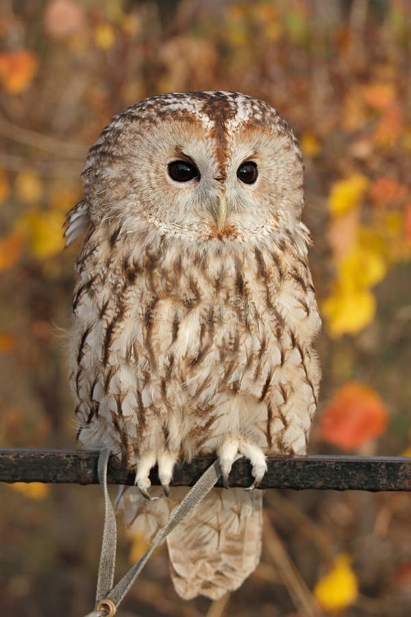 Graue Eule. (Strix aluco). stockbild. Bild von grau, platten - 26546715