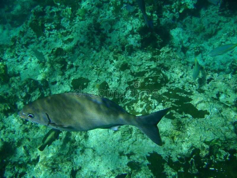 Graue Fische Stock-Fotos - Laden Sie 1,183 Royalty-Free Fotos herunter