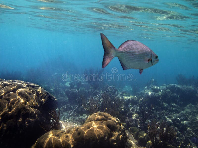 Graue Fische stockbild. Bild von fische, graue - 91713461