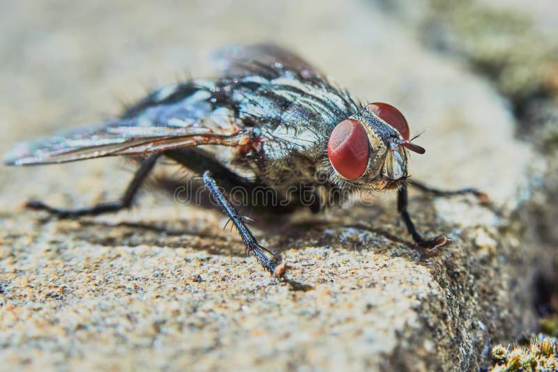 Graue Fliege stockfoto. Bild von makro, wirbellos, fliege - 56888946