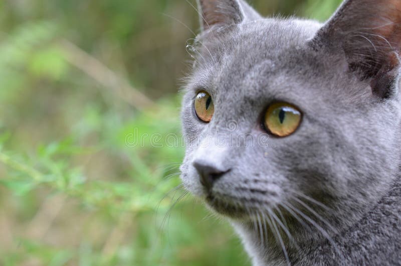 Graue Katze stockbild. Bild von jung, spiel, grau, katze - 34902203