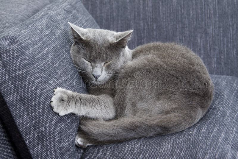 Graue Katze auf einem Sofa stockfoto. Bild von tiere - 10940290