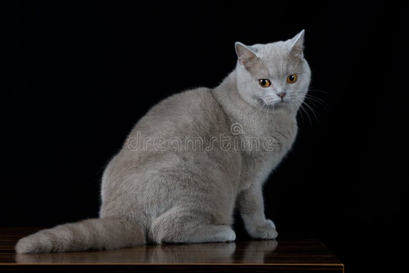 Graue Katze, Die Eine Seite Schaut Stockfoto - Bild von ausdruck ...