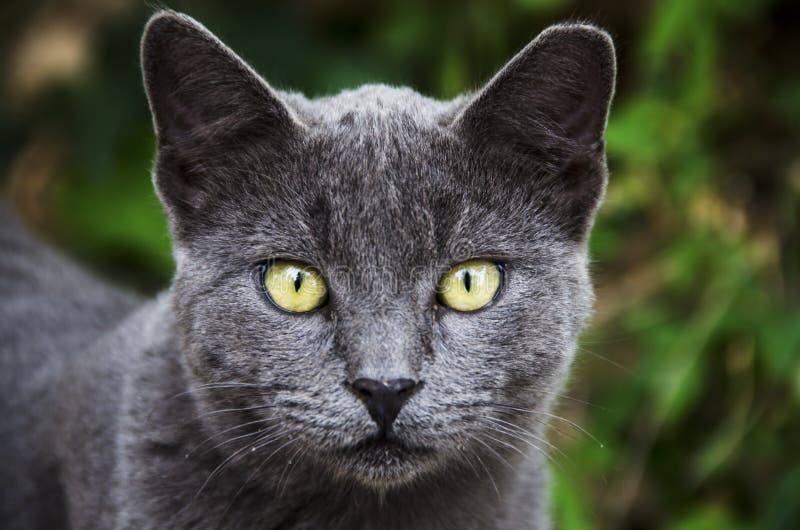 Graue Katze Mit Gelben Augen Stockfoto - Bild von säugetier ...