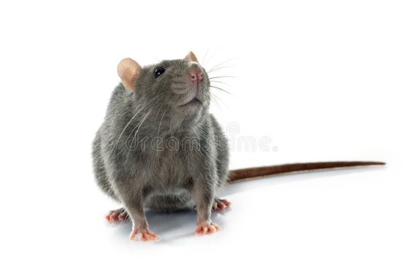Graue Maus im Studio stockbild. Bild von nagetier, hintergrund - 81019341