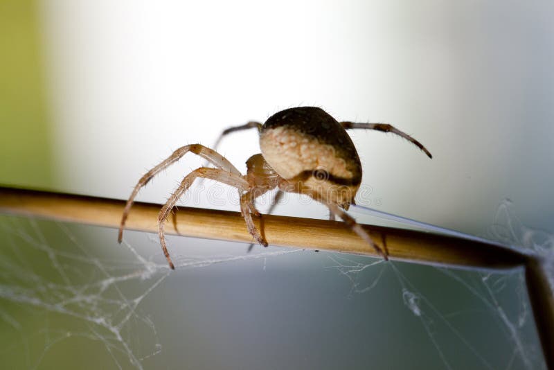 Graue Spinne stockbild. Bild von flockig, grau, insekt - 81121701