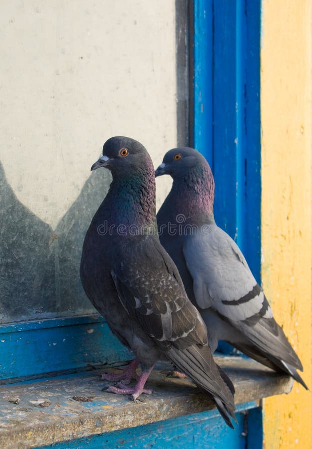 Zwei Graue Tauben Auf Kalksteinbergen, Liebestaube, Natürliche Wild ...