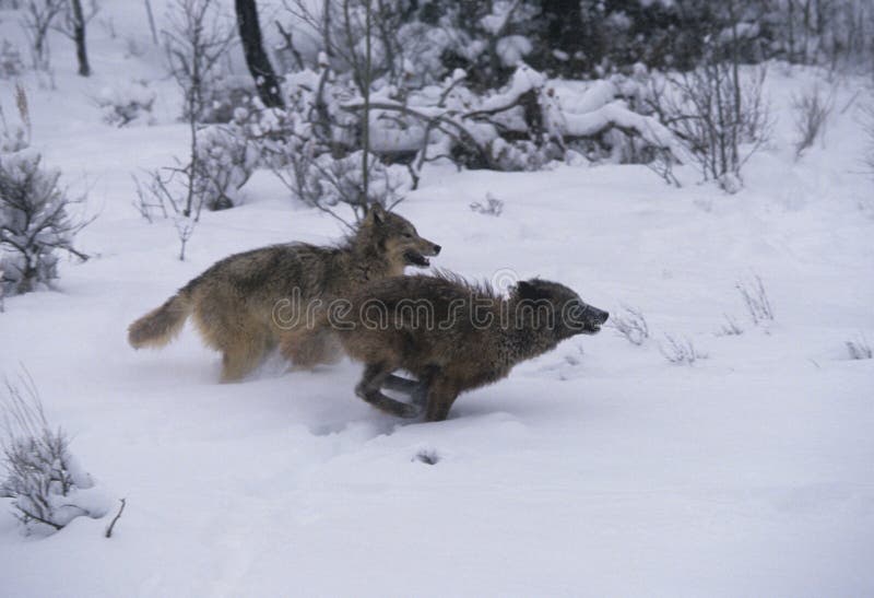 Grauwölfe rennen stockfoto. Bild von schnee, wolf, raub - 8640774