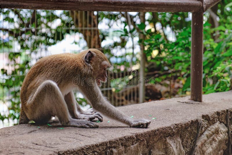 Grauer Affe Mit Rotem Jungem Stockbild - Bild von fallhammer, lang ...