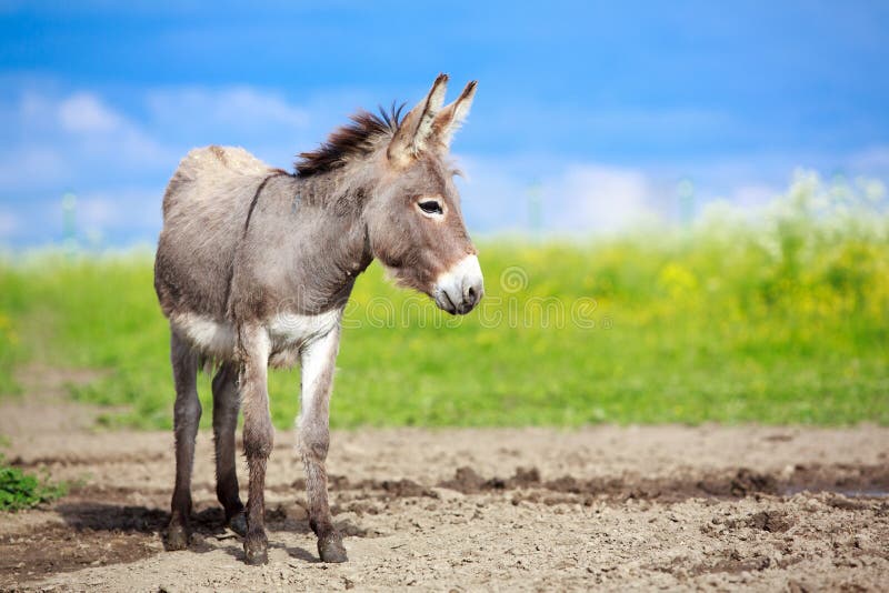 Grauer Esel stockbild. Bild von ohrig, schnauze, tier - 31739911