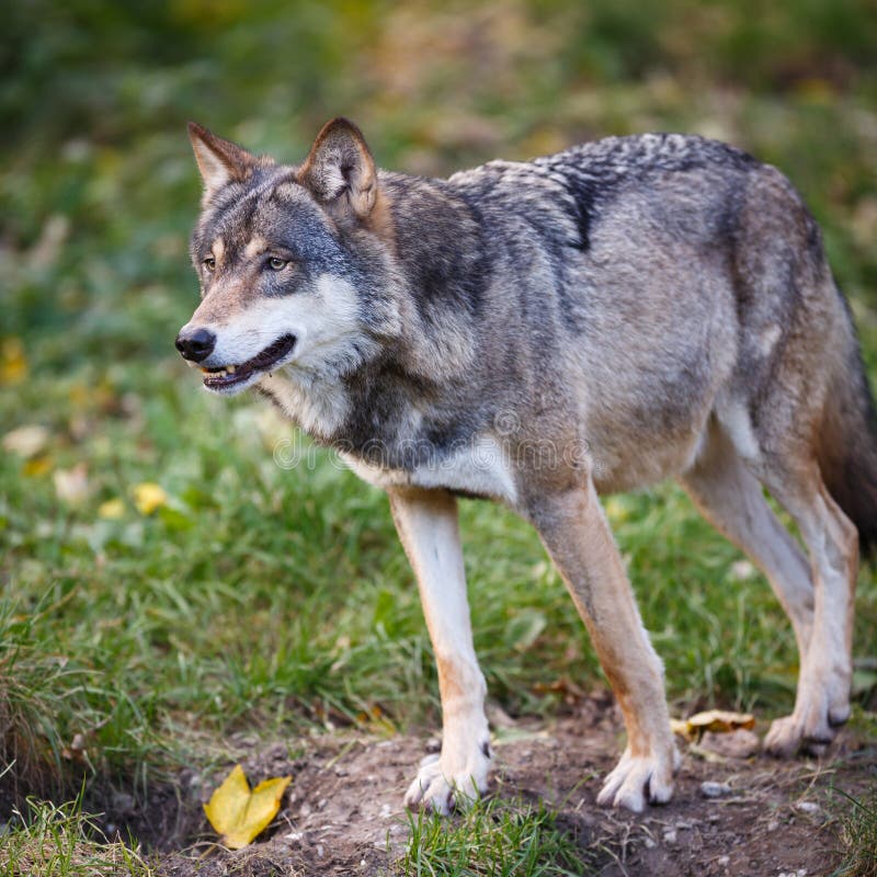 Grauer/eurasischer Wolf stockbild. Bild von arktisch - 28163007