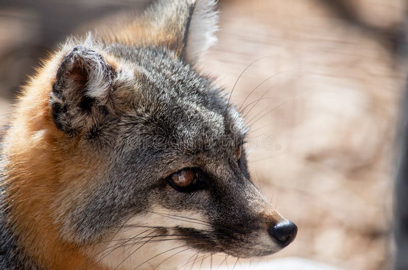 Grauer Fox stockbild. Bild von tiere, tier, säugetiere - 13653355