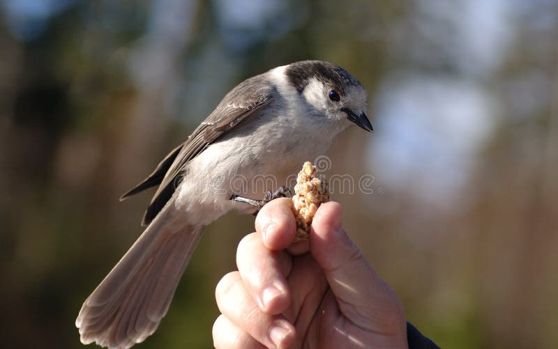 Grauer Jay stockbild. Bild von führen, tier, kiefer, vogel - 3661723
