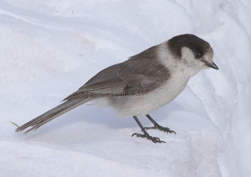 Grauer Jay (Perisoreus Canadensis) Stockbild - Bild von oregon, tier ...