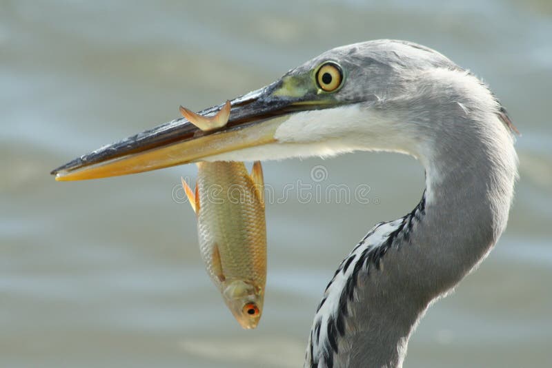 Reiher Mit Fisch. Graureiher, Ardea Cinerea, Unscharfes Gras Im ...