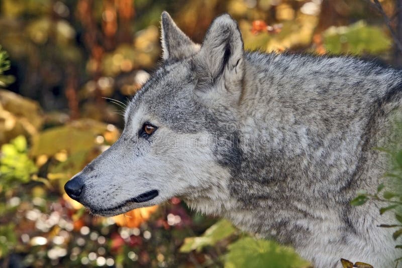 Grauer Wolf im Lebensraum stockbild. Bild von warnung - 9551741