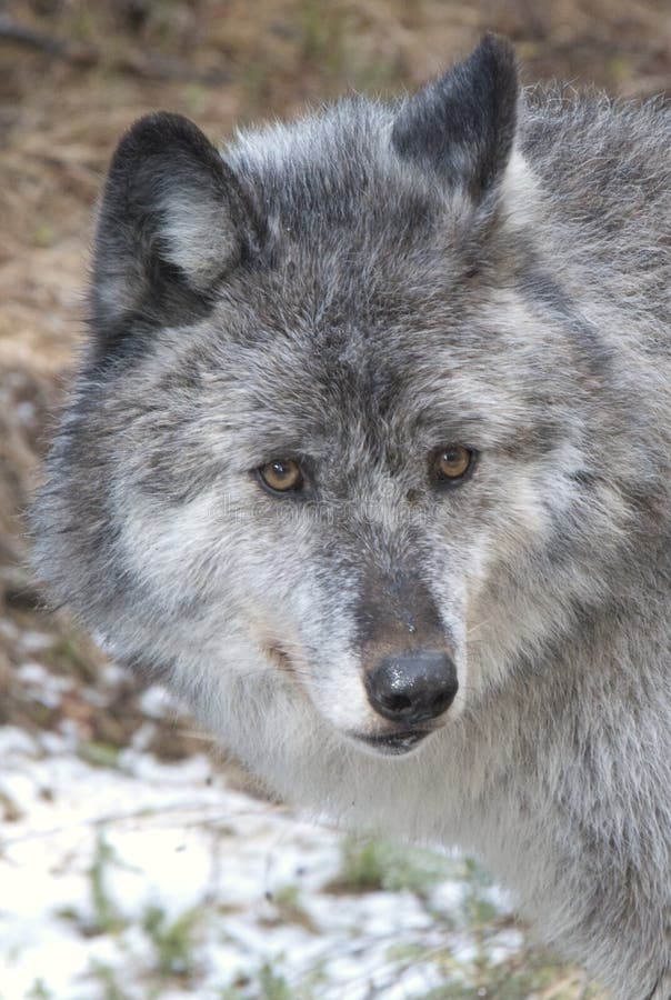 Grauer Wolf Auf Dem Hintergrund Eines Erstaunlichen Blauen Himmels ...