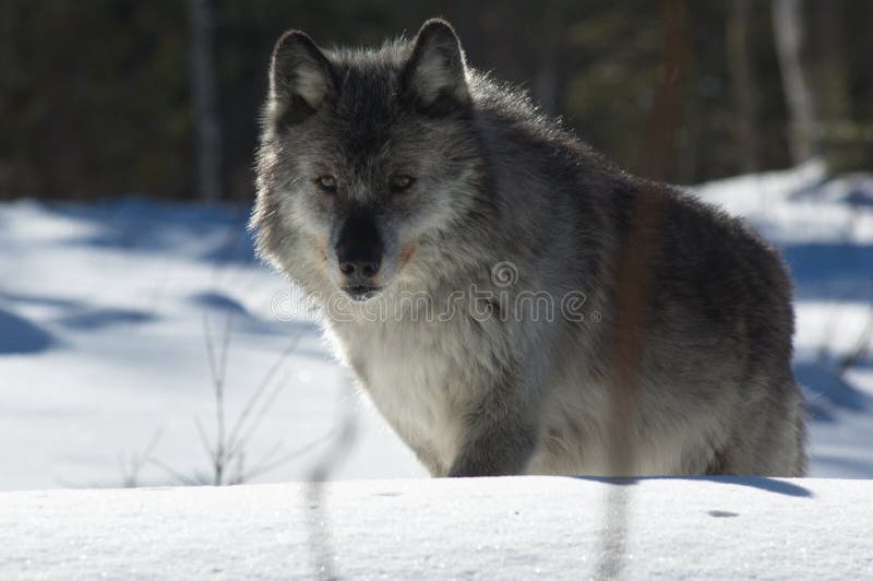Grauer Wolf stockbild. Bild von wölfe, lupus, undomesticated - 13145137