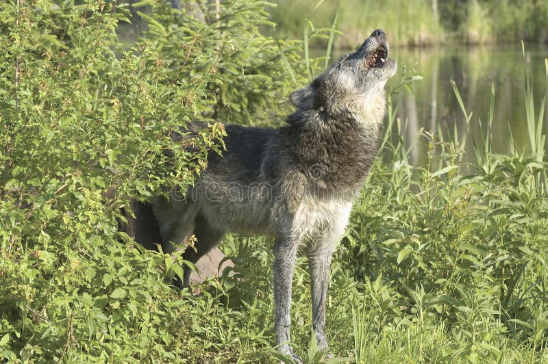 Grauer Wolf stockfoto. Bild von wildnis, wölfe, wolf, grau - 5884420