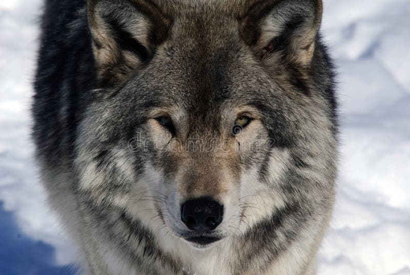 Mexikanisches Portrait Des Grauen Wolfs Stockfoto - Bild von farben ...