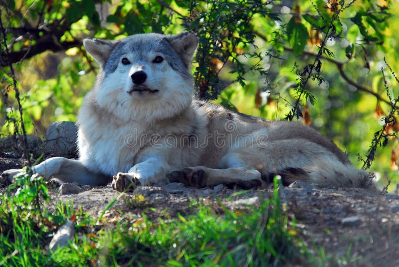 Grauer Wolf (Canis Lupus) stockfoto. Bild von nave, pelz - 3404256