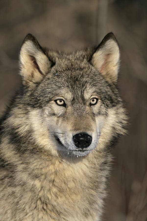 Grauer Wolf, Canis Lupus stockfoto. Bild von raub, wolf - 34893598