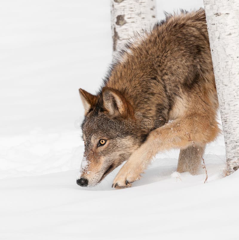 Grauer Wolf auf Prowl stockbild. Bild von wald, raub, alpha - 678019