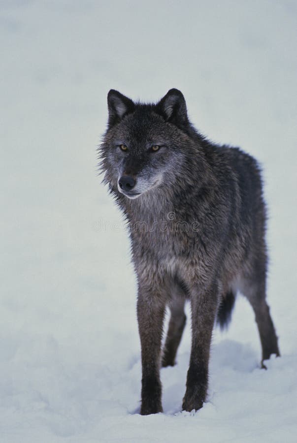 Grauwölfe rennen stockfoto. Bild von schnee, wolf, raub - 8640774
