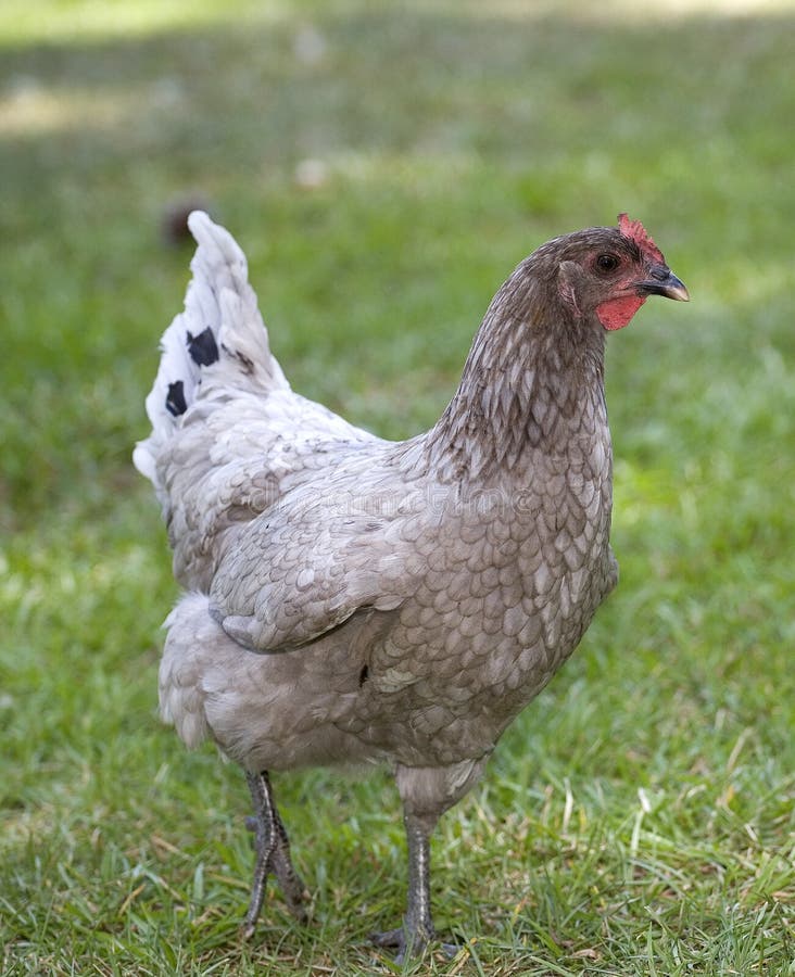 Graues Huhn stockfoto. Bild von tier, küken, henne, schnabel - 10389104