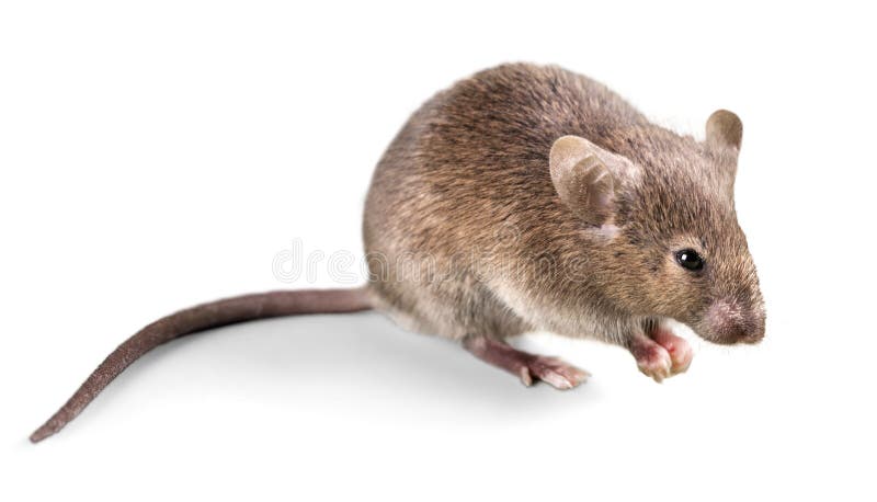 Graue Maus im Studio stockbild. Bild von opfer, getrennt - 81019341