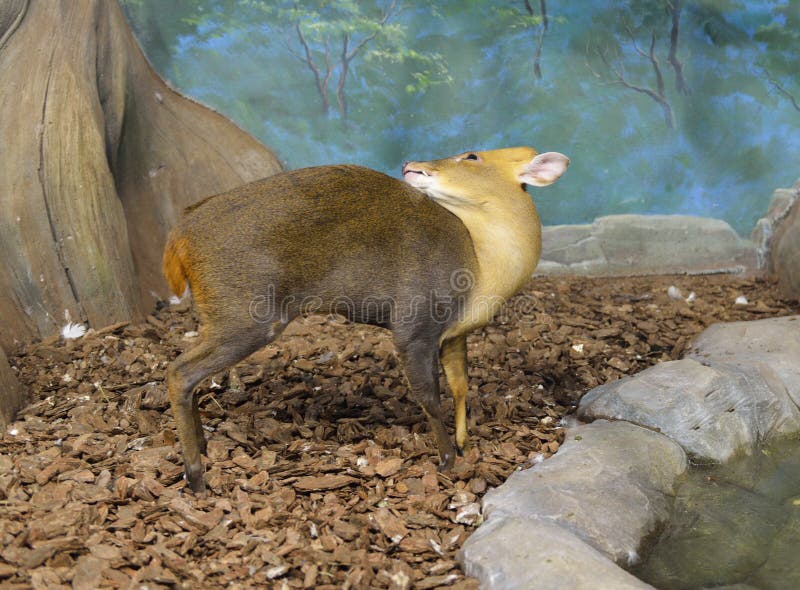 Graues Rhebok Oder Grauer Rhebuck Pelea-Capreolus Stockfoto - Bild von ...