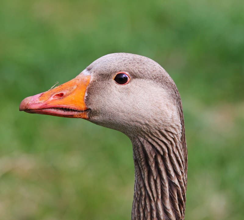 Graugans-Gans (Anser Anser) Stockbild - Bild von schnabel, gans: 8963123