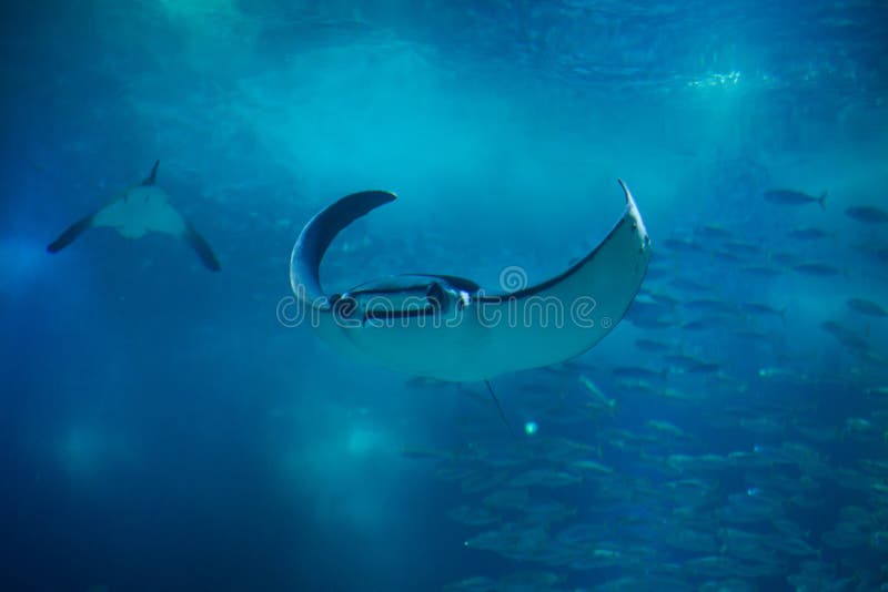 Grauwal Mobula mobular stockbild. Bild von tropen, wild - 141598571