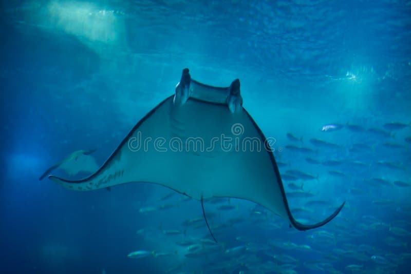 Grauwal Mobula mobular stockbild. Bild von fauna, meer - 142877509