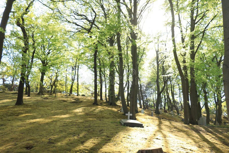 Grave in a forest cemetery stock photo. Image of nature - 181573678