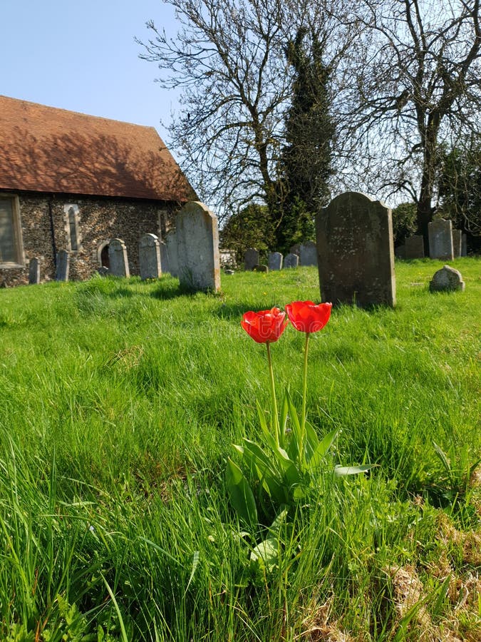 Grave yard stock photo. Image of graveyard, flower, church - 115453142